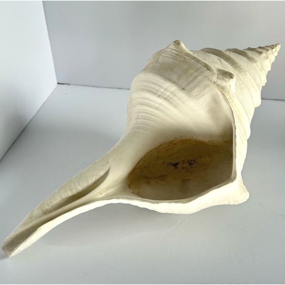 Pottery Barn | Accents | Oversized Faux Conch Shell Pottery Barn Cast ...
